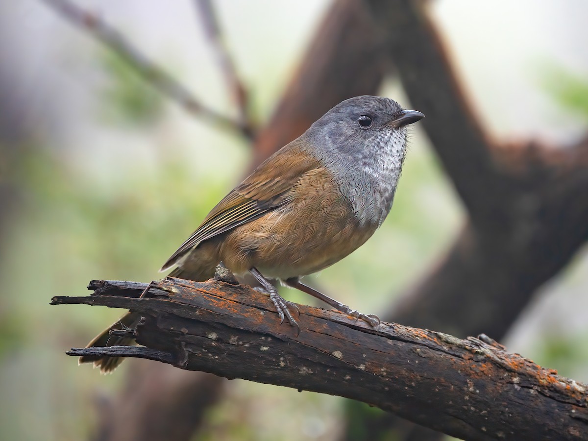 Olive Whistler - Pachycephala olivacea - Birds of the World