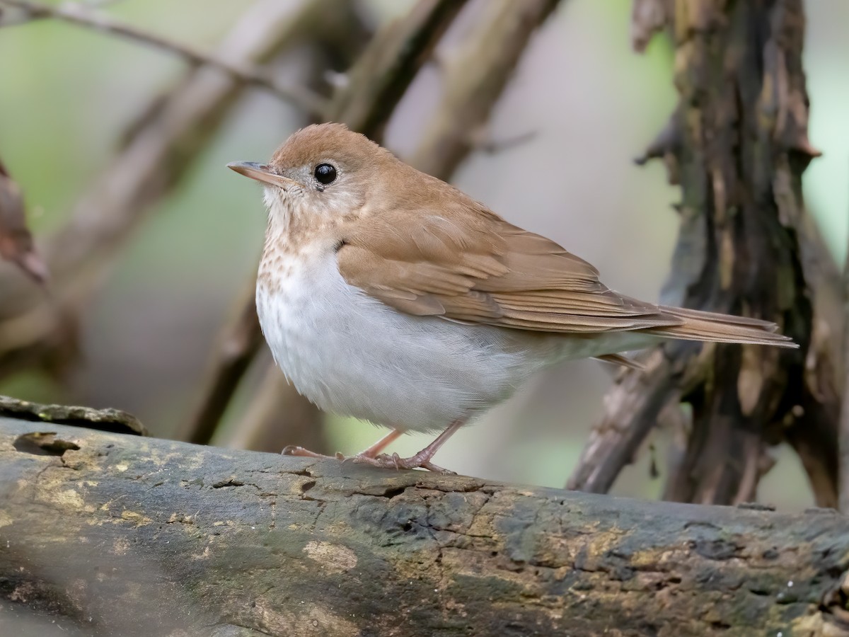 Veery - Catharus fuscescens - Birds of the World