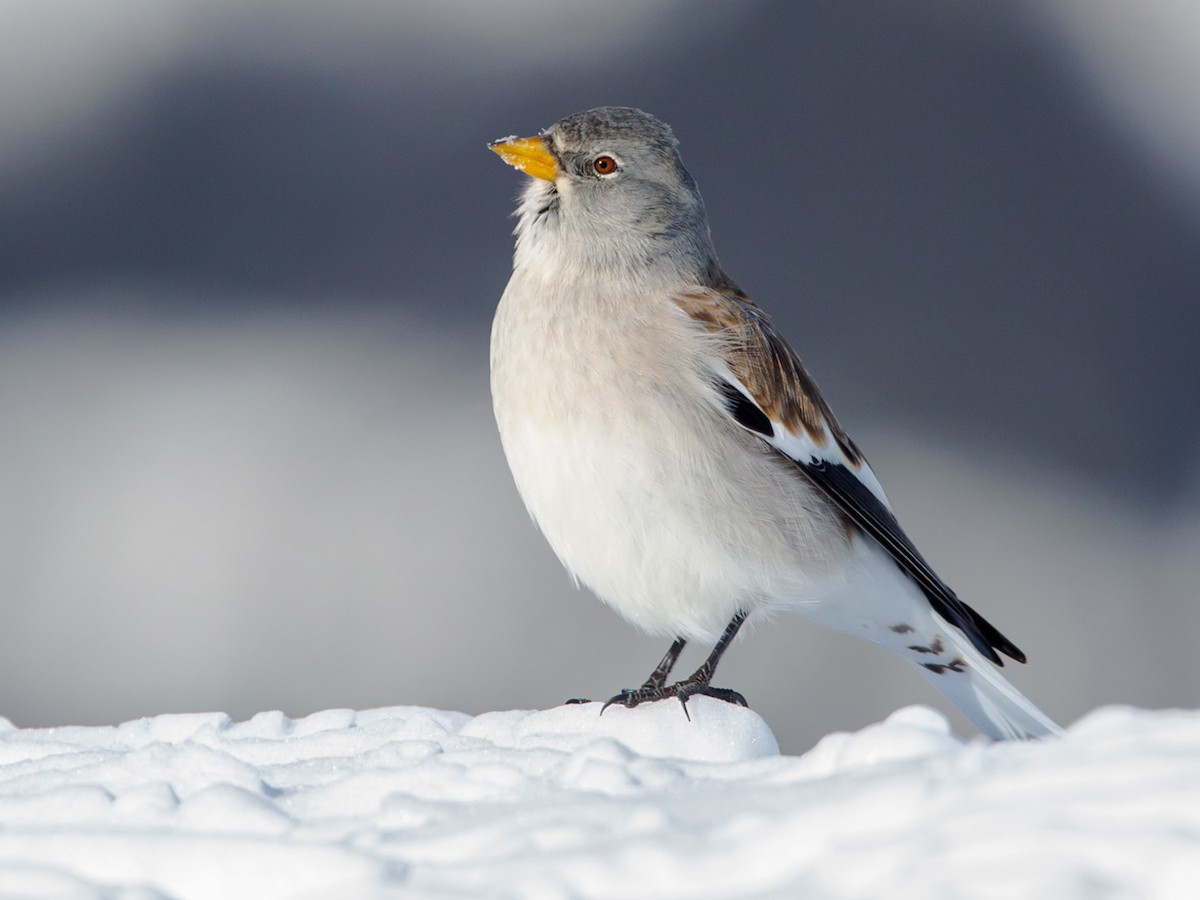 White-winged Snowfinch - Montifringilla nivalis - Birds of the World