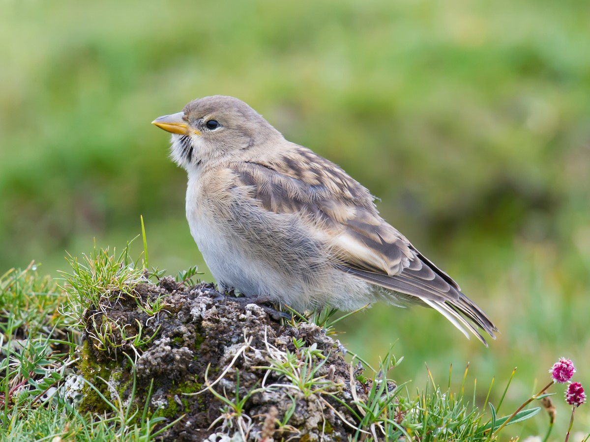 Tibetan Snowfinch - Montifringilla henrici - Birds of the World