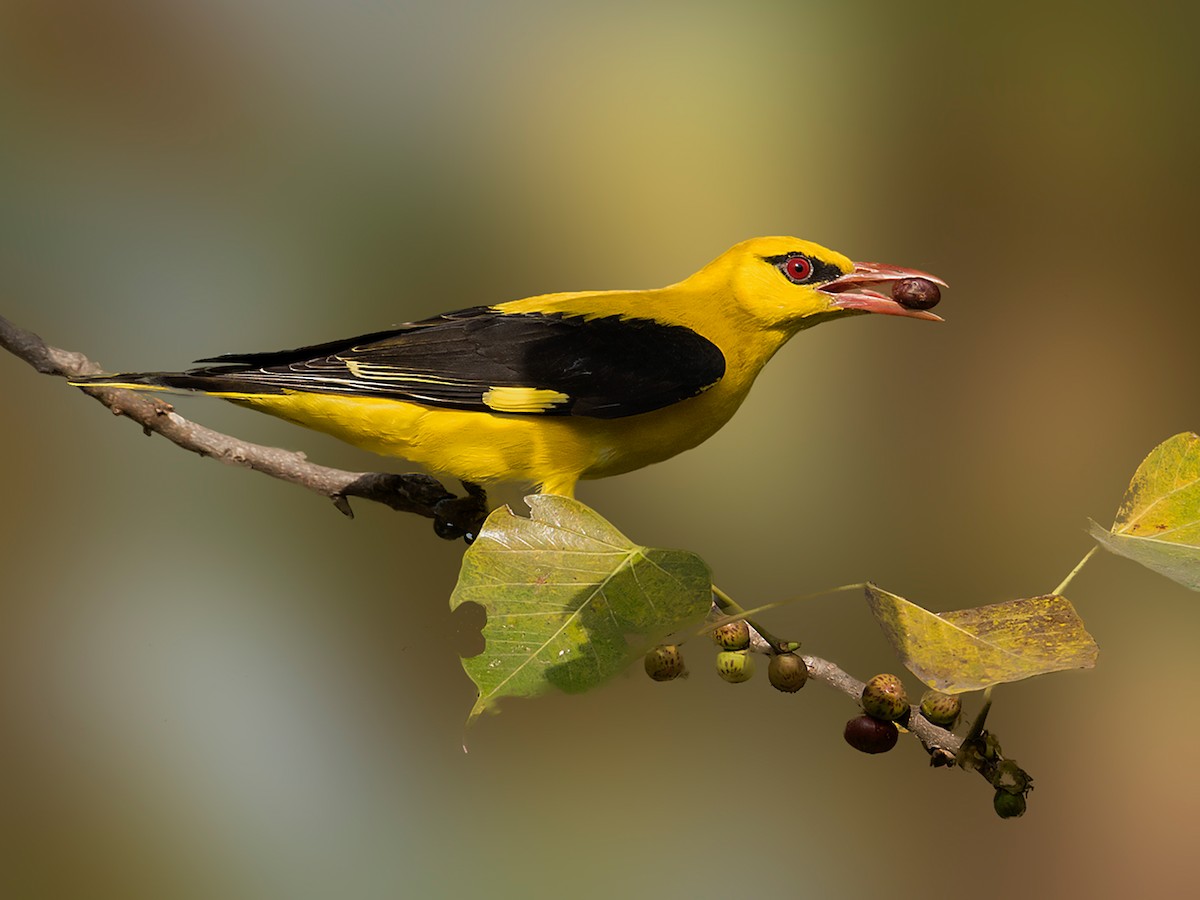 Indian Golden Oriole - Oriolus kundoo - Birds of the World