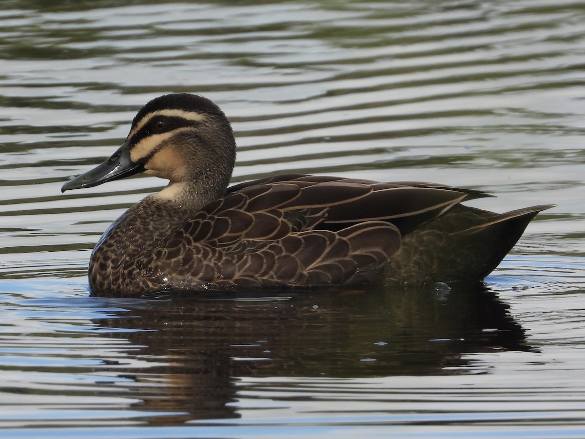 eBird Checklist - 14 May 2022 - Lammermoor Native Gardens - 33 species