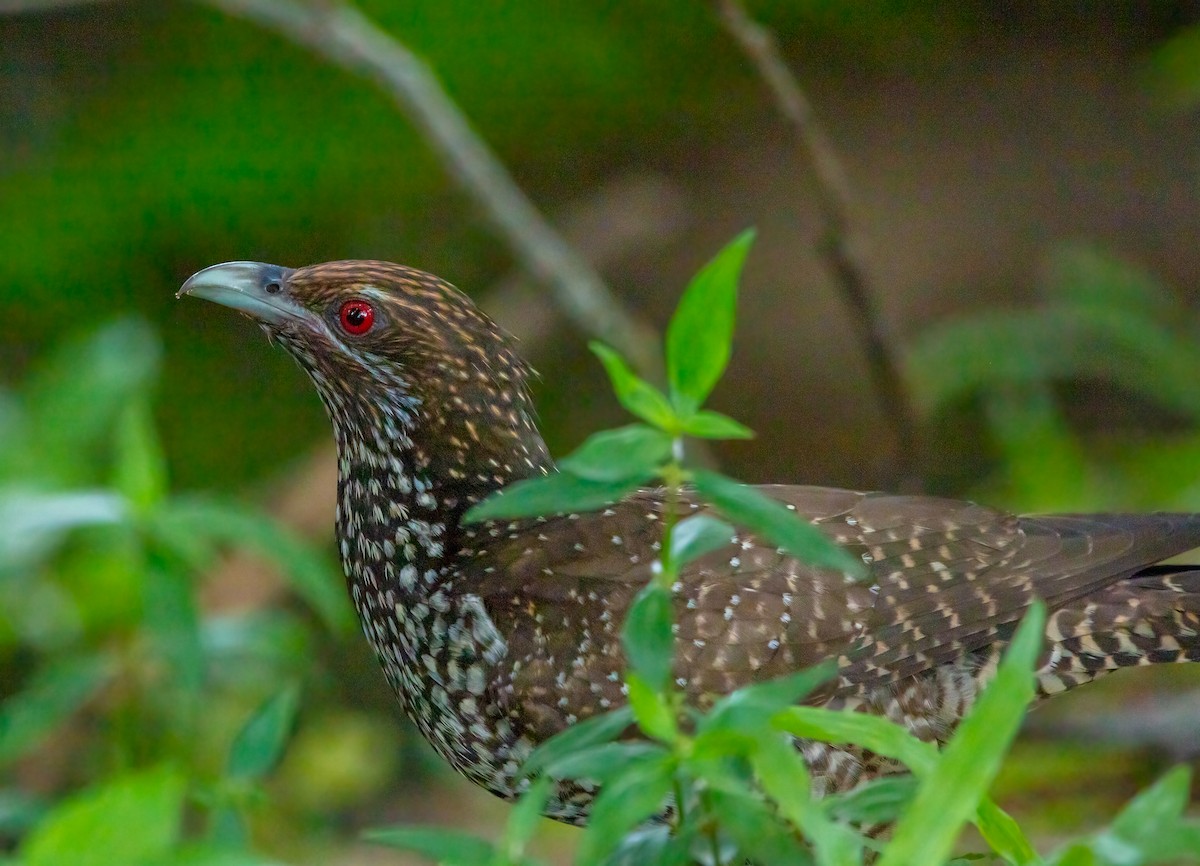 ML448257251 - Asian Koel - Macaulay Library