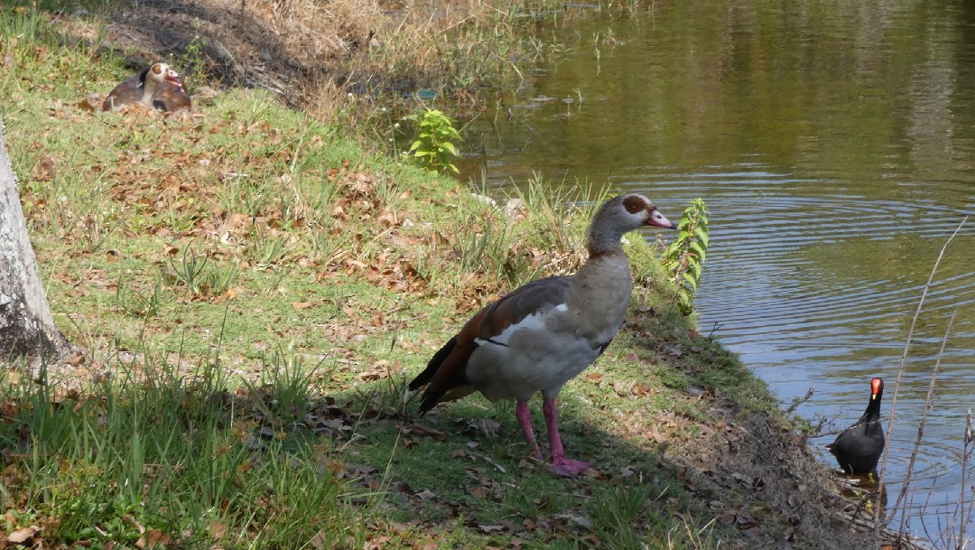 eBird Checklist - 7 May 2022 - Florida, Miami-Dade, Key Biscayne ...