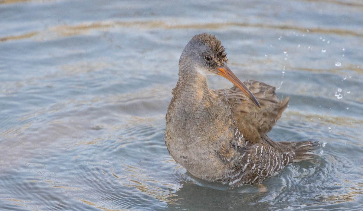 Clapper Rail (Atlantic Coast) - eBird