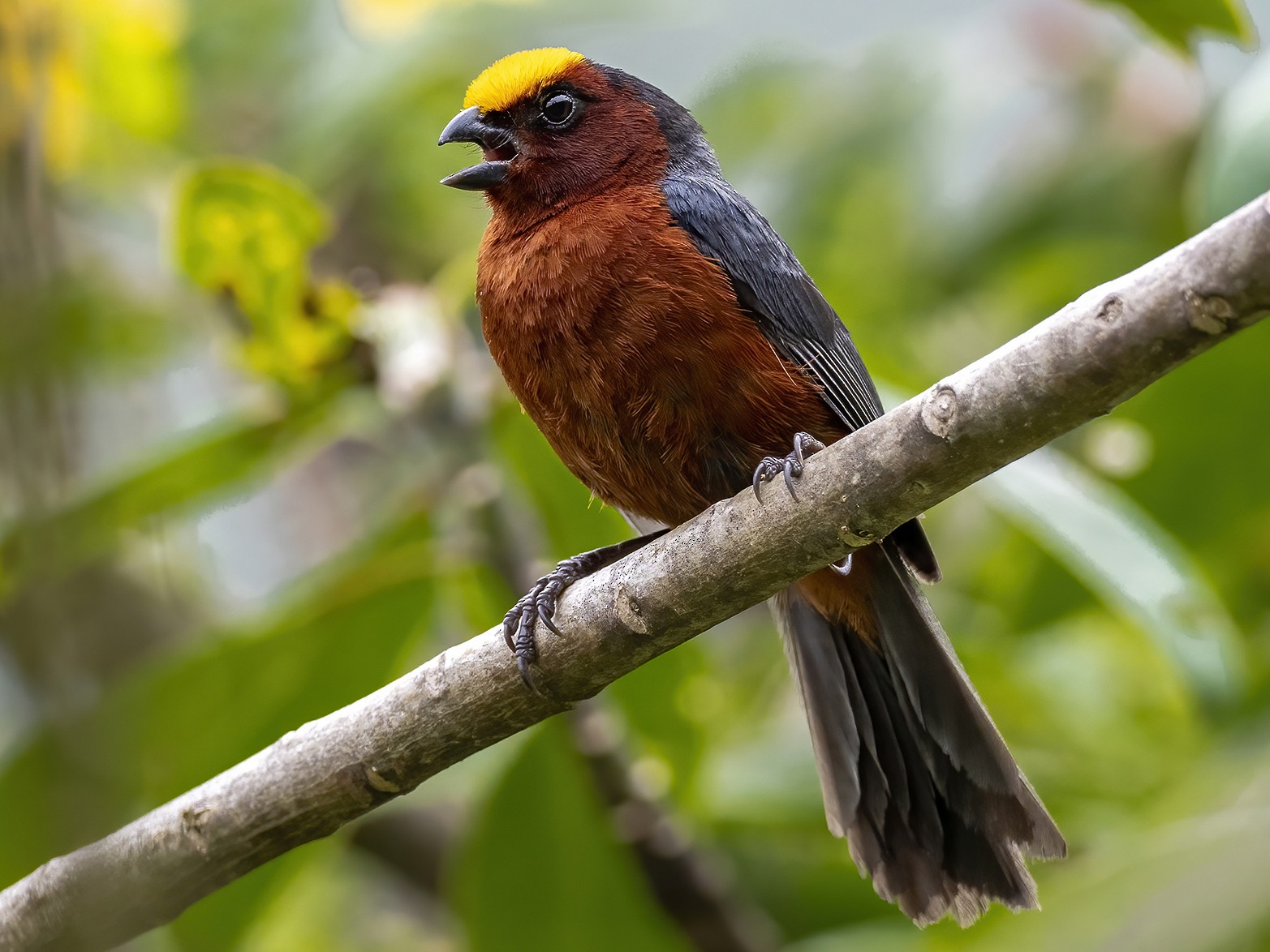 Plushcap - eBird
