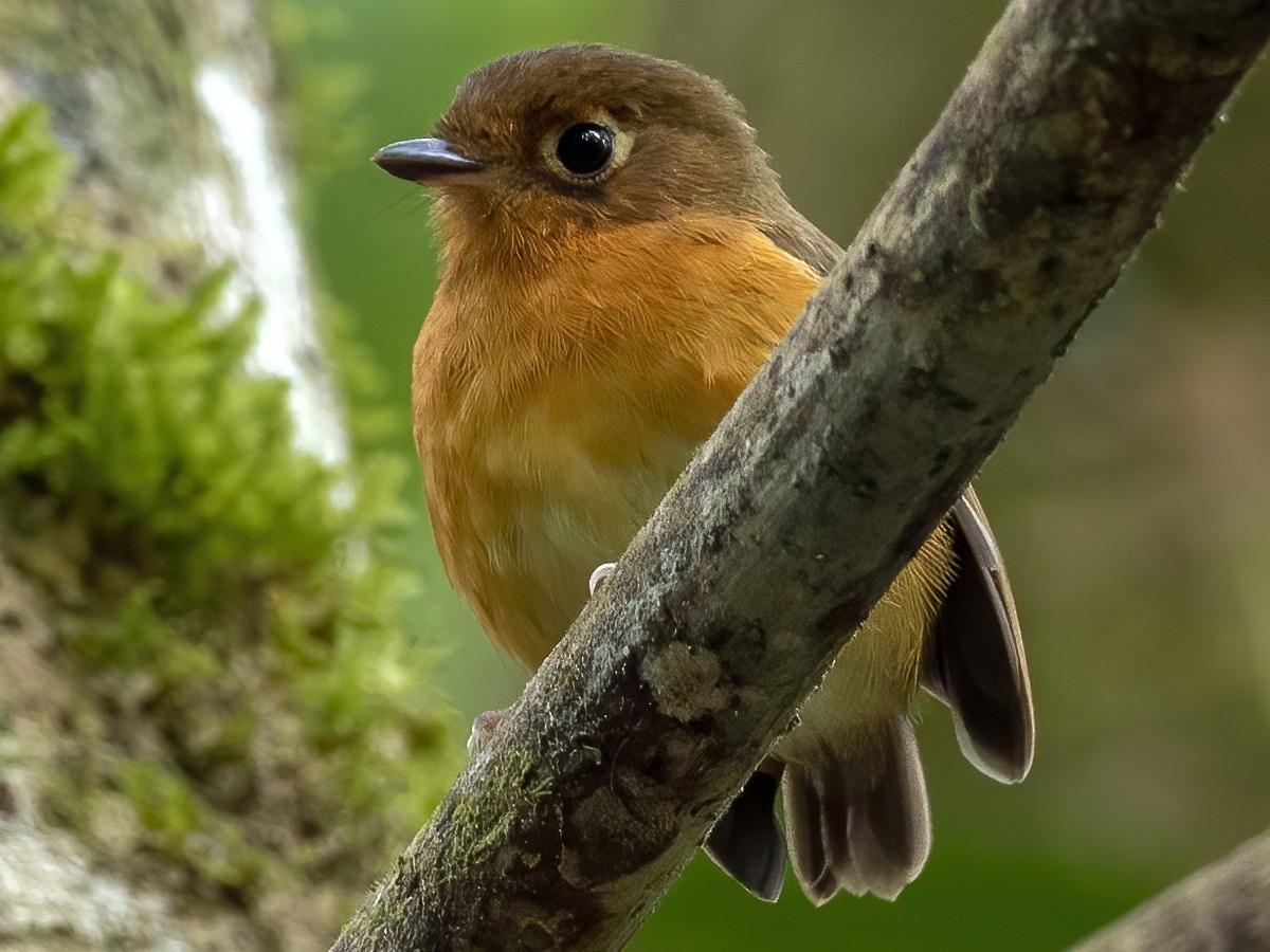 Rusty-breasted Antpitta - eBird