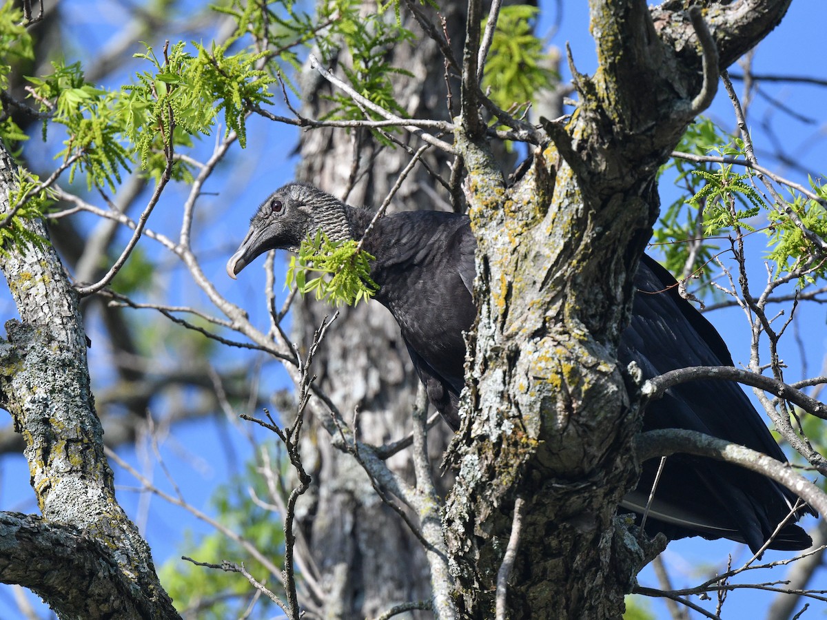 eBird Checklist - 14 May 2022 - Chetopa City Park - 30 species