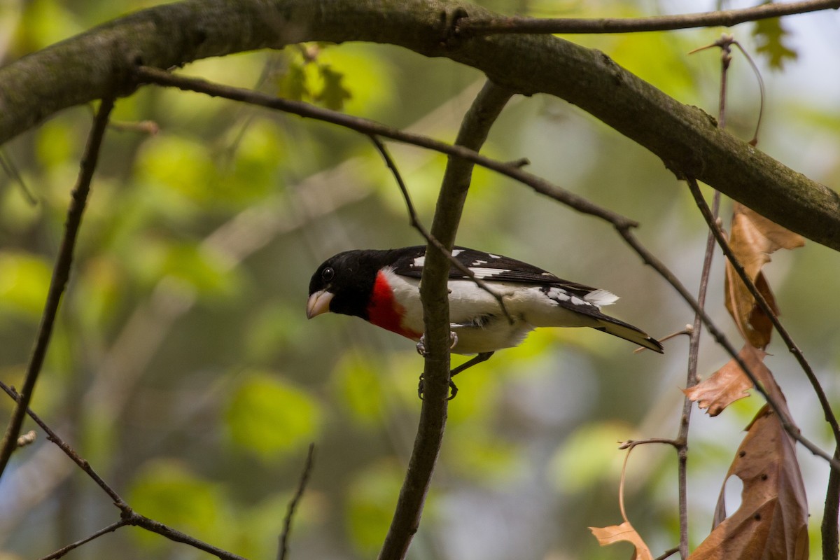 eBird Checklist - 14 May 2022 - Hofma Preserve - 52 species