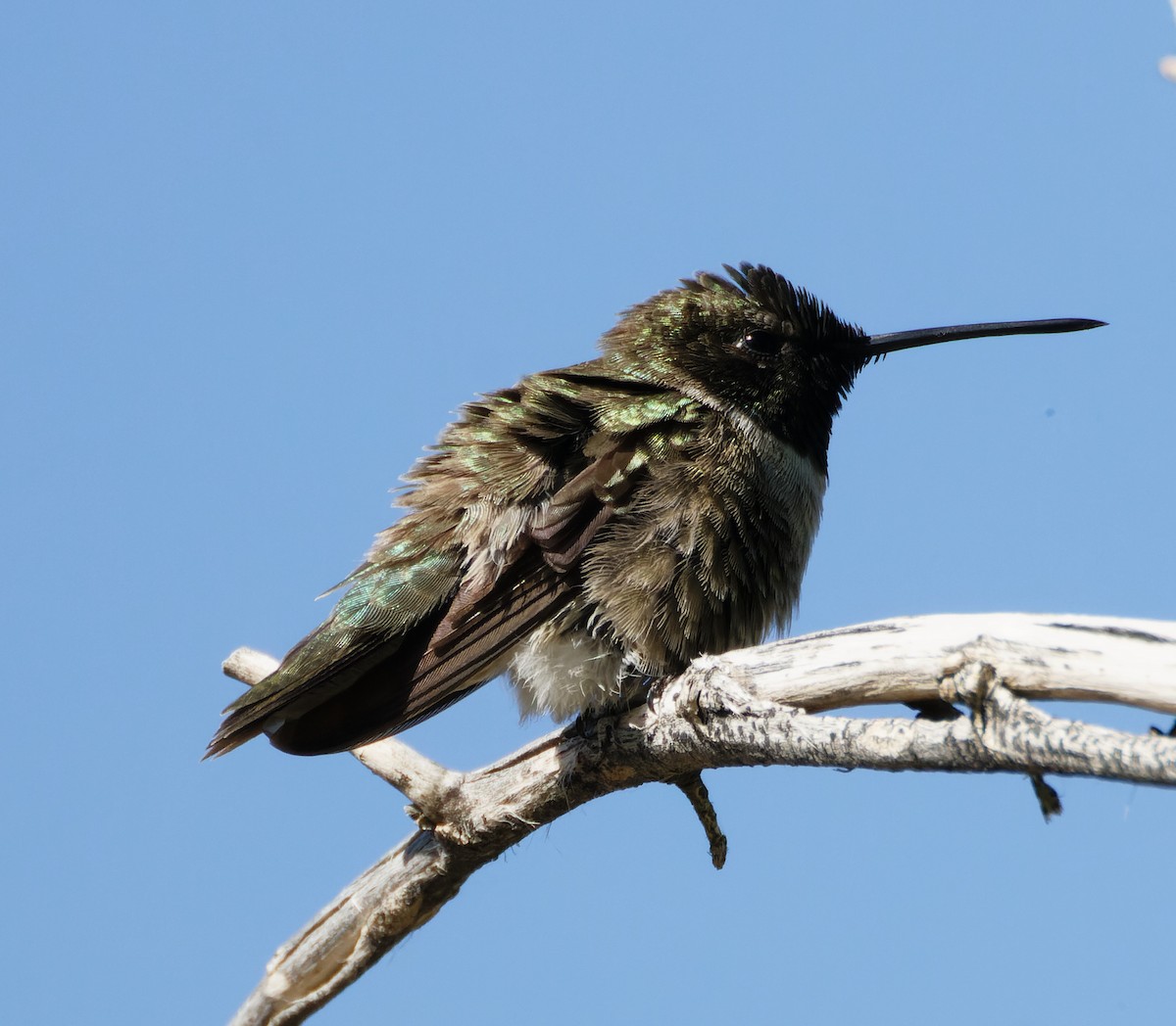 eBird Checklist - 14 May 2022 - Crick Ave. Greenbelt - 22 species (+1 ...