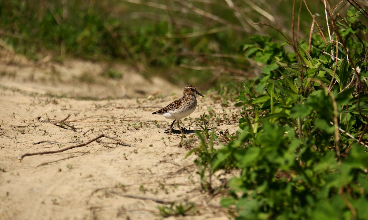 eBird Checklist - 14 May 2022 - Tommy Thompson Park - 38 species