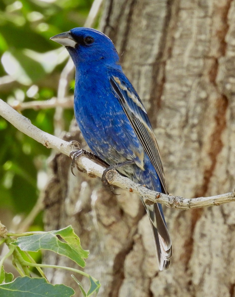Passerina sp. - eBird