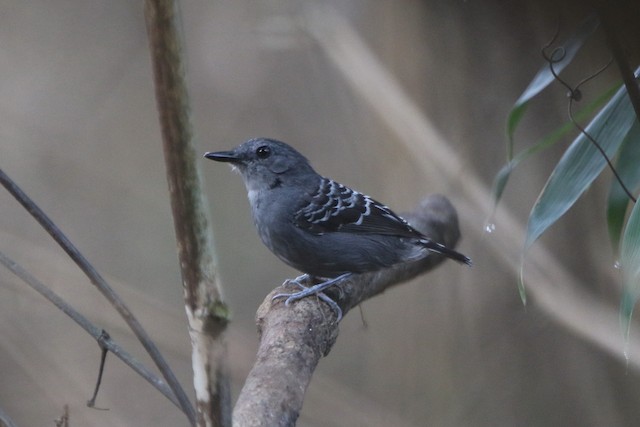Photos - Xingu Scale-backed Antbird - Willisornis vidua - Birds of the ...