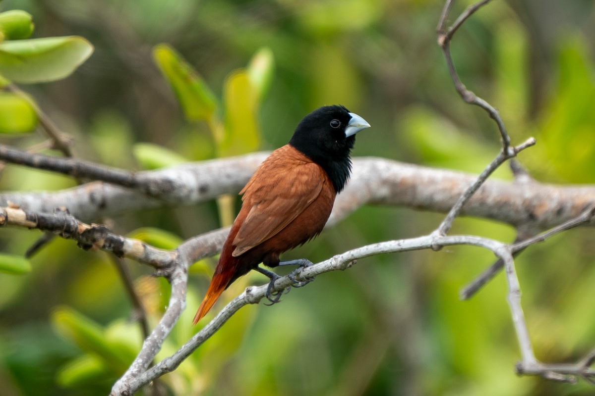 eBird Checklist - 14 May 2022 - Laem Phak Bia--salt pans E of Hwy. 4028 ...
