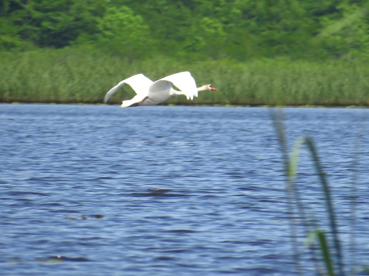 eBird Checklist - 14 May 2022 - Mingo NWR - Monopoly Marsh - 64 species ...
