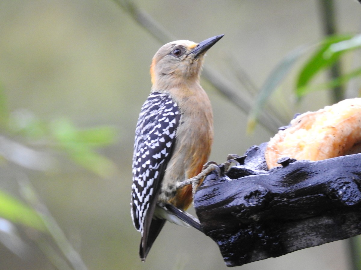 eBird Colombia Checklist - 14 May 2022 - Reserva Ecoturística El ...