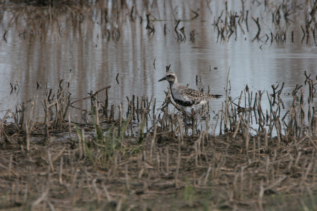 eBird Checklist - 15 May 2022 - Howard Marsh Metropark - 56 species
