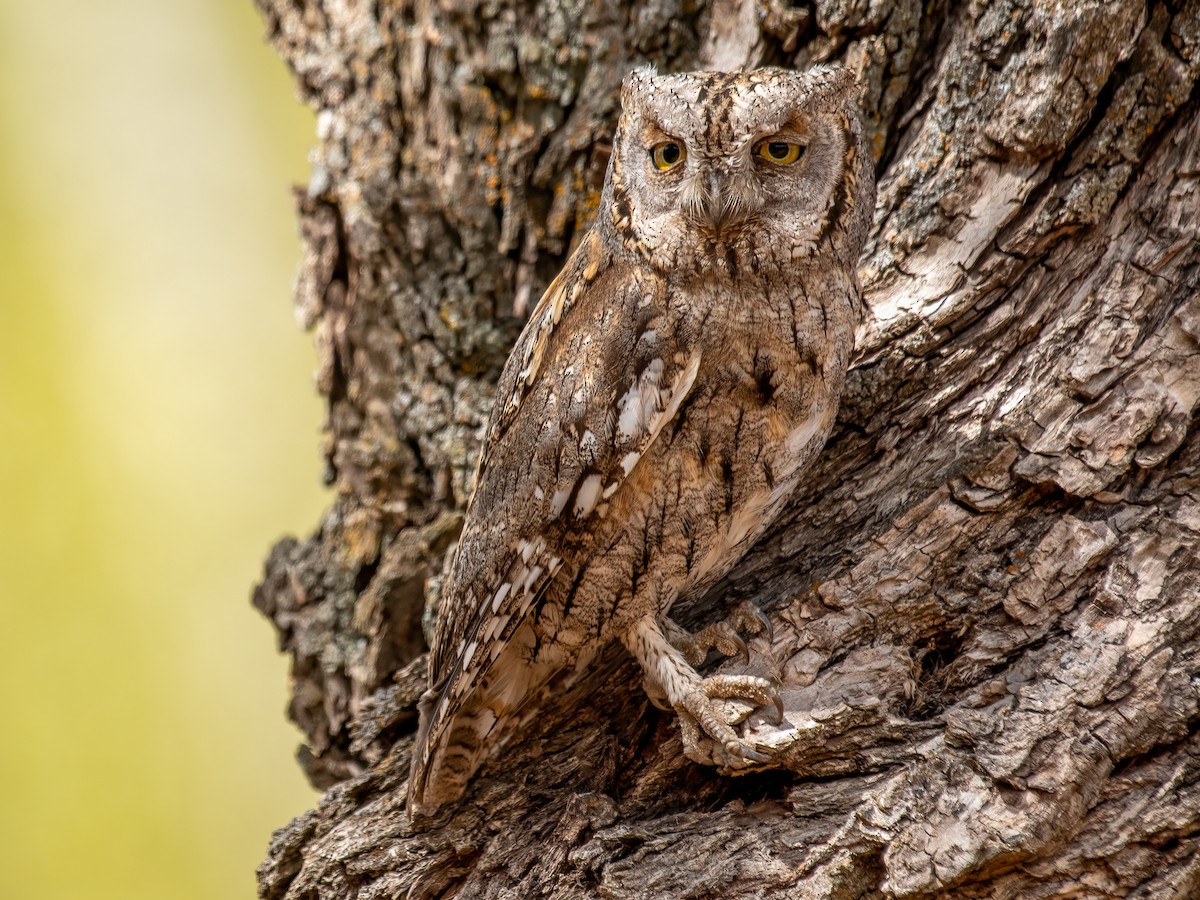 Eurasian Scops-Owl - Otus scops - Birds of the World