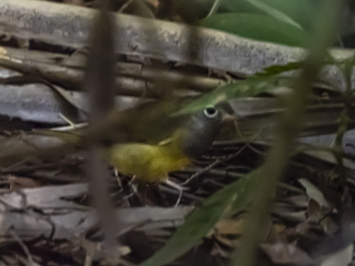 eBird Checklist - 15 May 2022 - Siesta Key--Glebe Park - 11 species