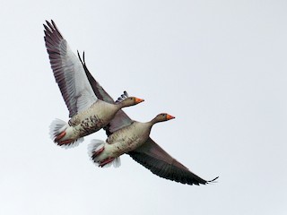 Graylag Goose - eBird