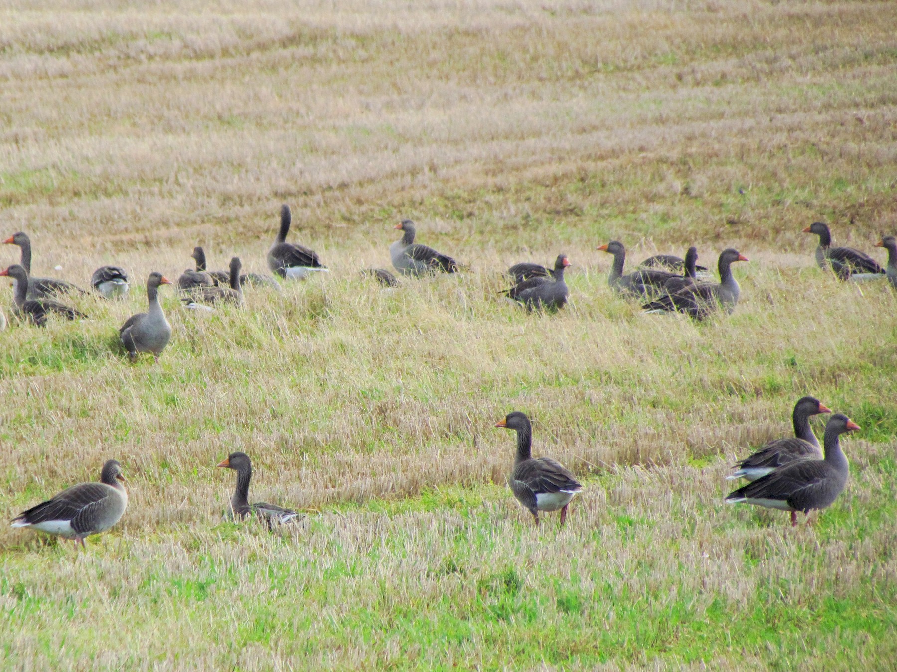 Graylag Goose - eBird