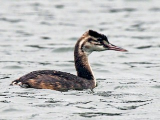 Somormujo lavanco - eBird