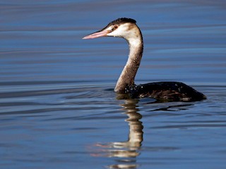Somormujo lavanco - eBird