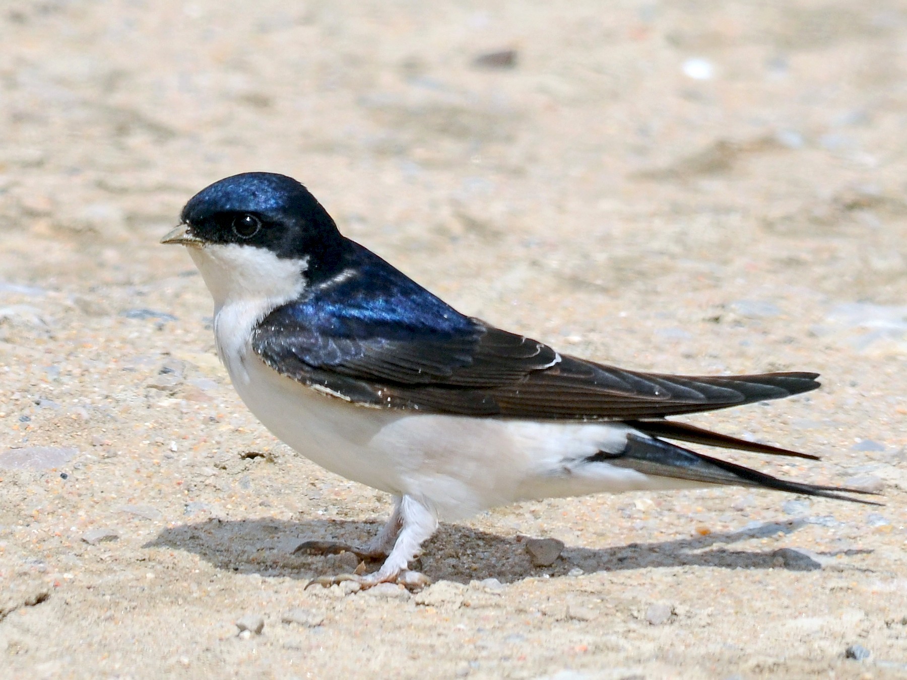 Common House-Martin - eBird
