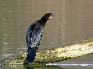 Pygmy Cormorant - Microcarbo pygmaeus - Birds of the World