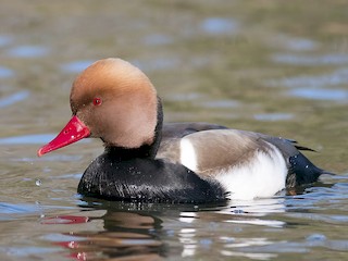 Red-crested Pochard - eBird