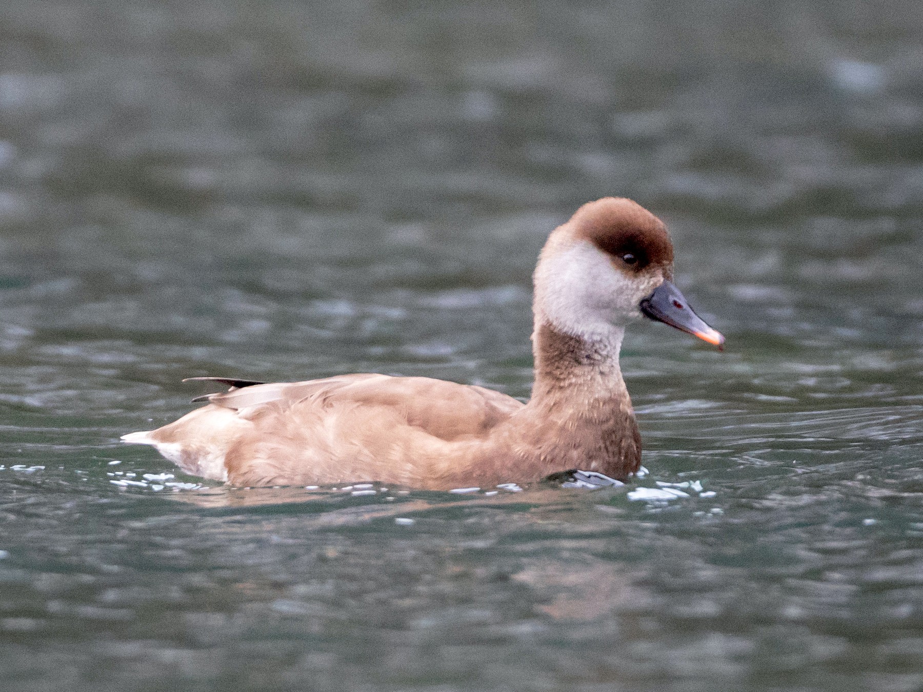 Red-crested Pochard - eBird
