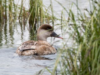 Red-crested Pochard - eBird