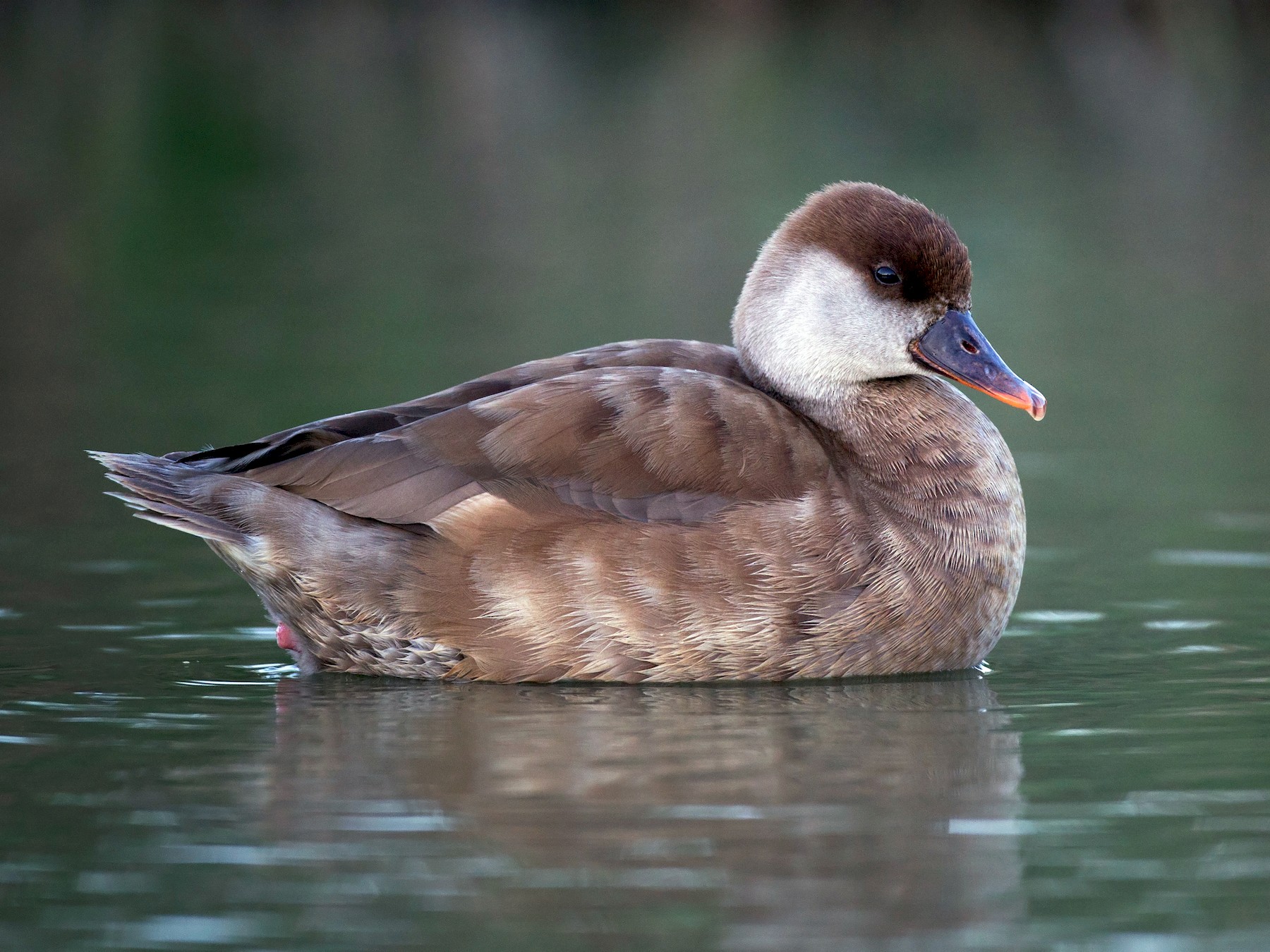 Red-crested Pochard - eBird