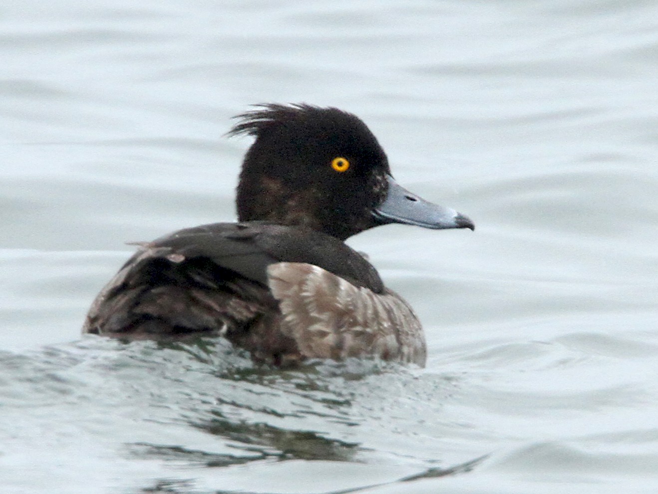 Tufted Duck - eBird