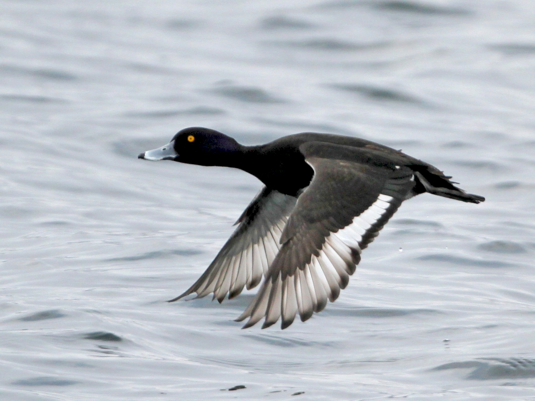 Tufted Duck - eBird