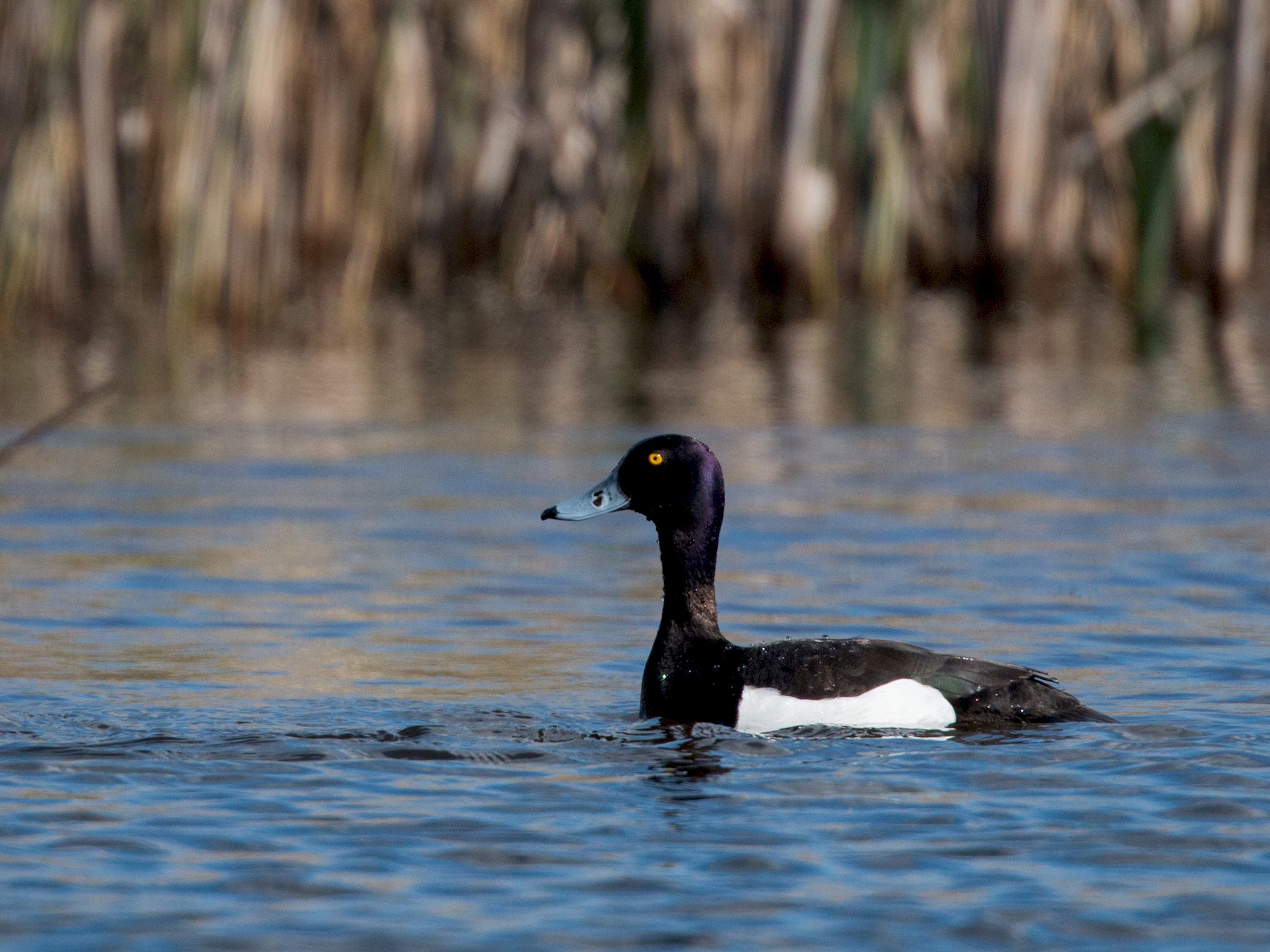 Tufted Duck - eBird
