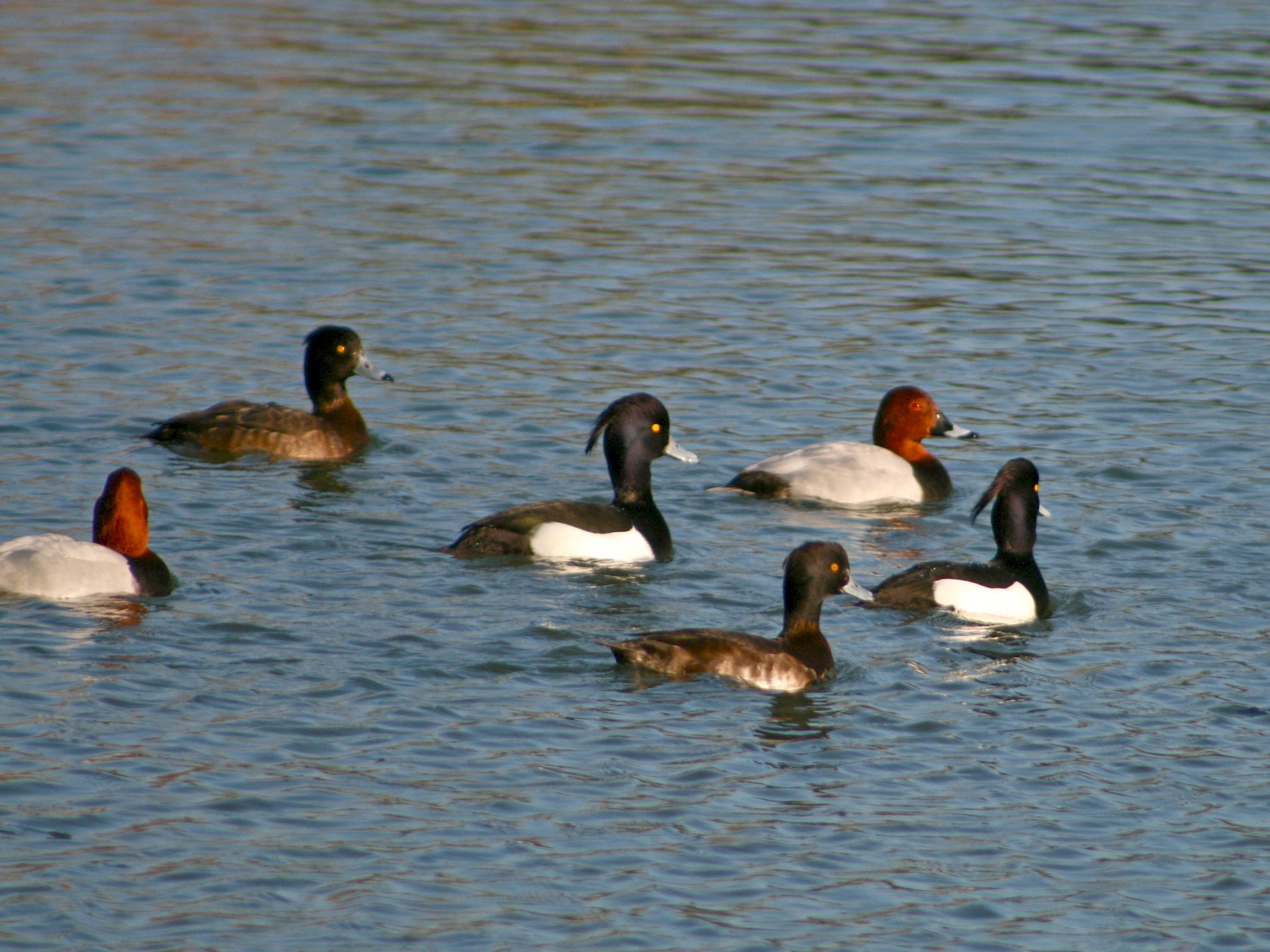 Tufted Duck - eBird