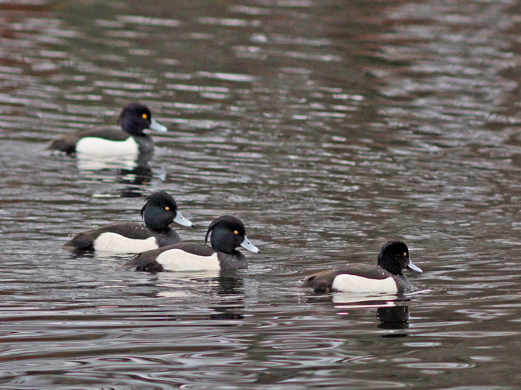 Tufted Duck - eBird