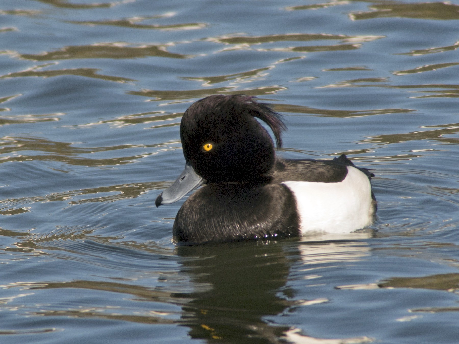 Black Crested Duck