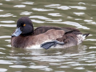 Tufted Duck - eBird