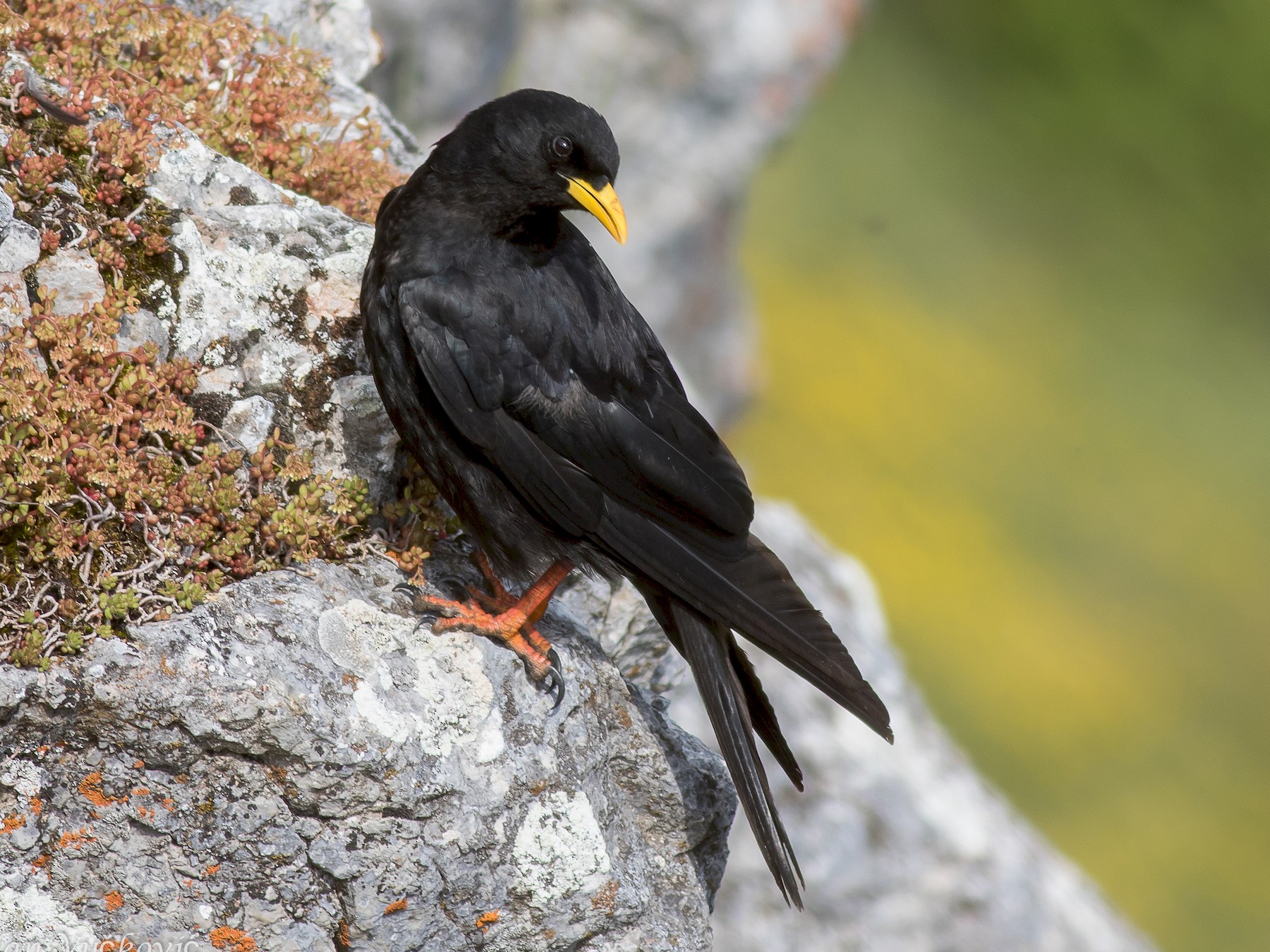 Yellow-billed Chough - eBird