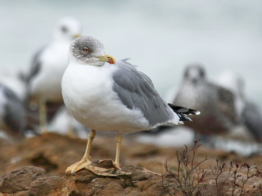 Yellow-legged Gull - eBird
