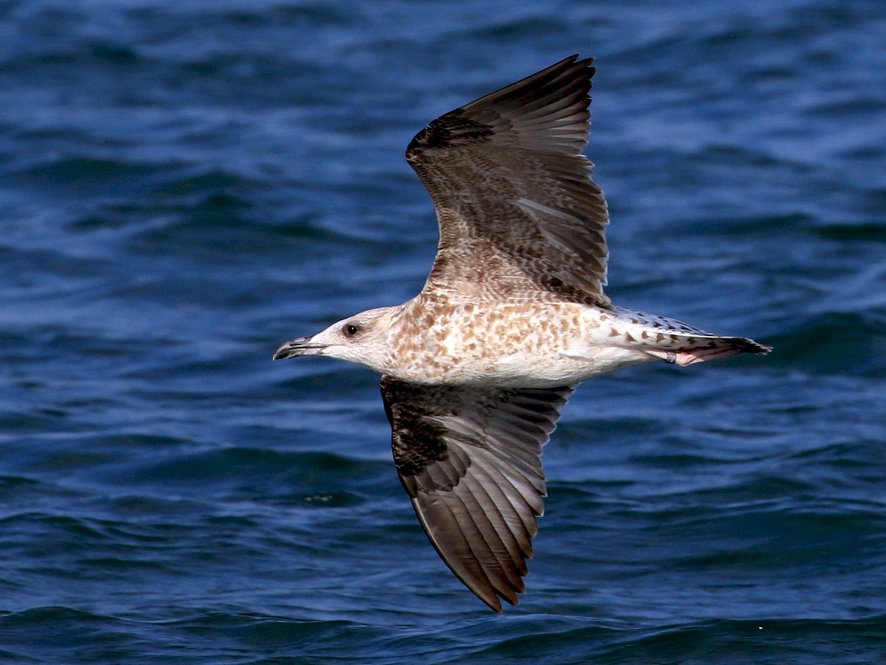 Yellow-legged Gull - eBird