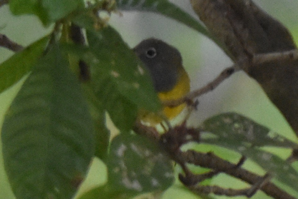 eBird Checklist - 15 May 2022 - Siesta Key--Glebe Park - 13 species