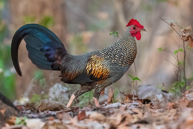 Grey Jungle Fowl