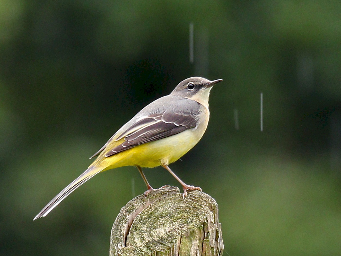 Gray Wagtail - eBird
