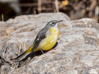 Bergeronnette des ruisseaux - eBird
