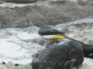 Gray Wagtail - eBird