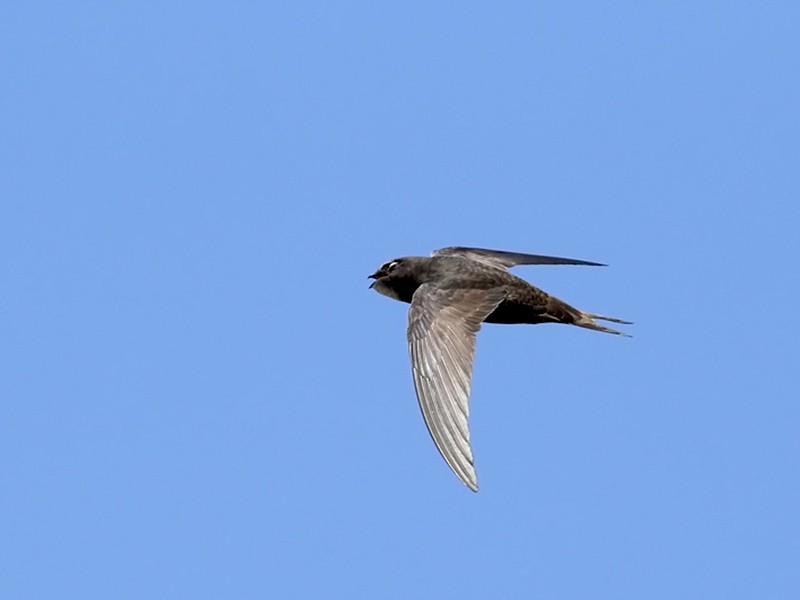 Common Swift - eBird