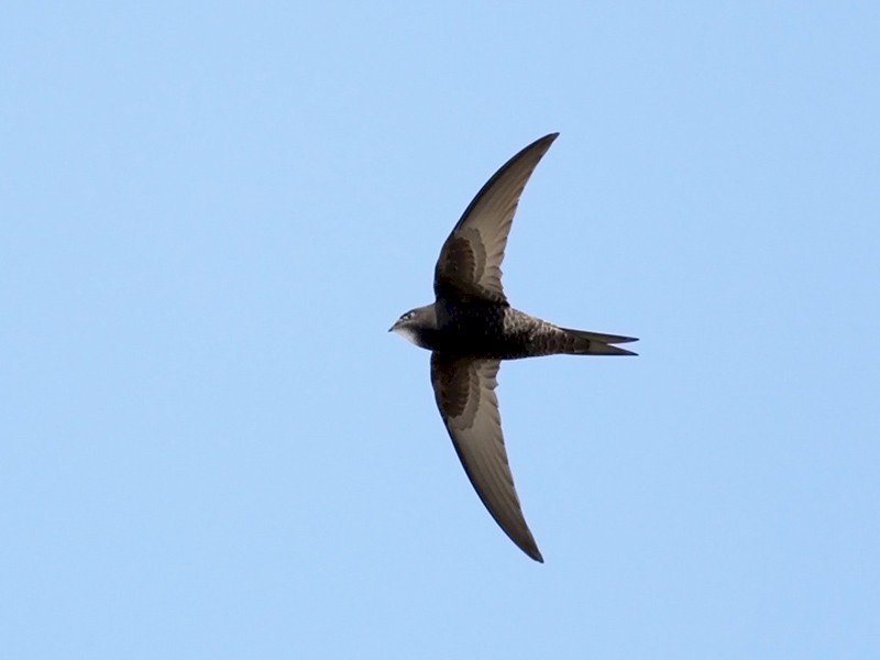 Common Swift - eBird